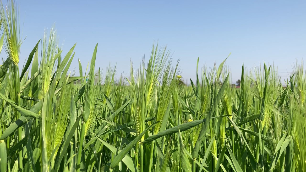 Barley Field, Plants, Forage Barley. Free Stock Video - Pixabay