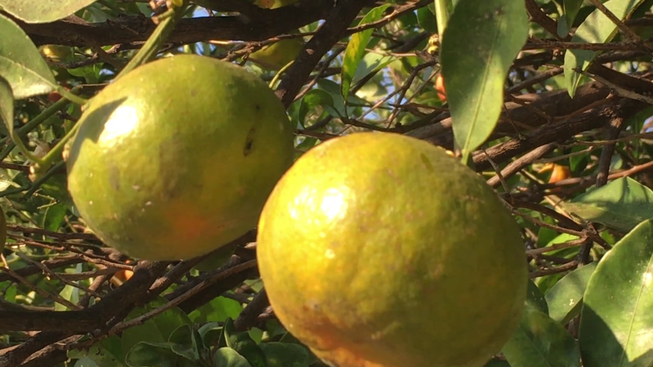 Plant, Fruit, Bumper Harvest. Free Stock Video - Pixabay
