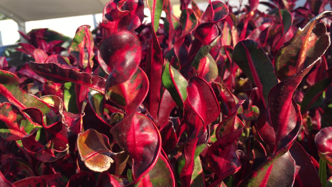 Red Leaves, Africa, Flower. Free Stock Video - Pixabay