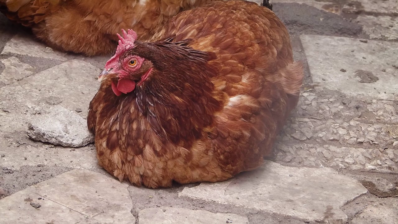 Hens And Chickens Videos: Download 232+ Free 4K & HD Stock Footage ...