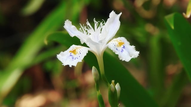 Flowers, Shaga, Butterfly Flower. Free Stock Video - Pixabay