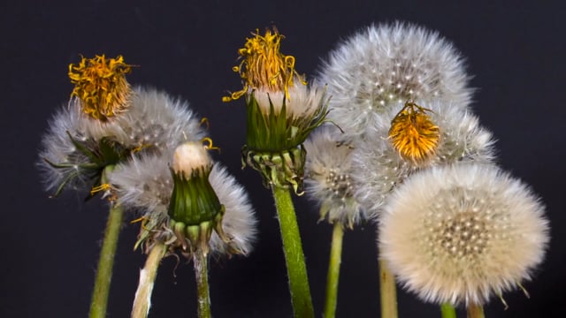 Dandelion, Spring, Flower. Free Stock Video - Pixabay