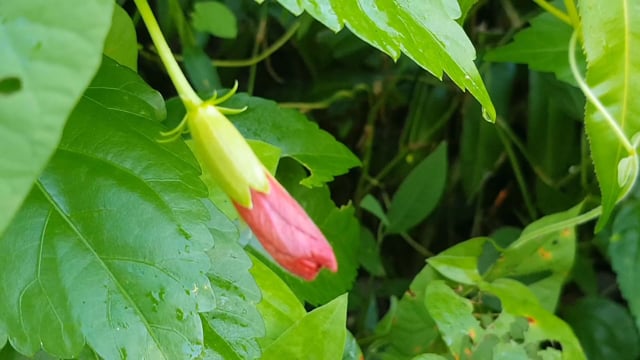 Flower, Da Lat, Hibiscus. Free Stock Video - Pixabay