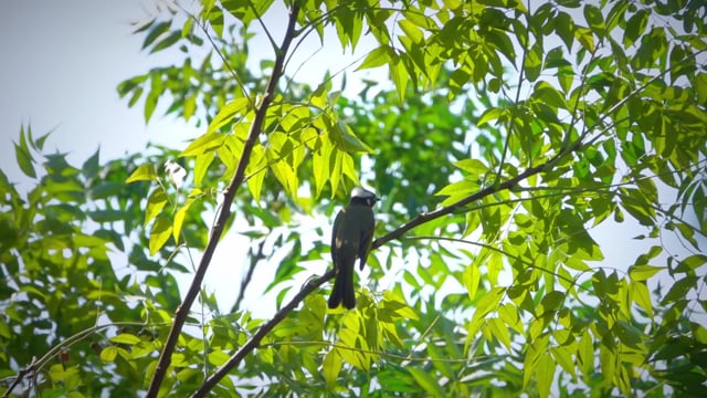 Bird, Branch, Tree. Free Stock Video - Pixabay