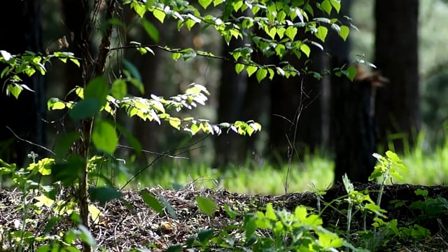 Trees Leaves Wind Free Stock Video Pixabay