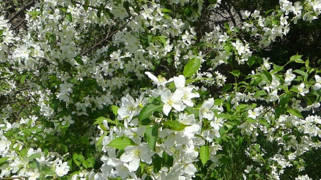 Flowers, Tree, Wind. Free Stock Video - Pixabay