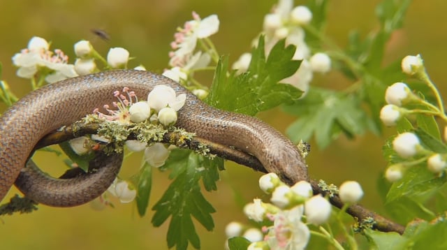 Worm, Lizard, Animal. Free Stock Video - Pixabay