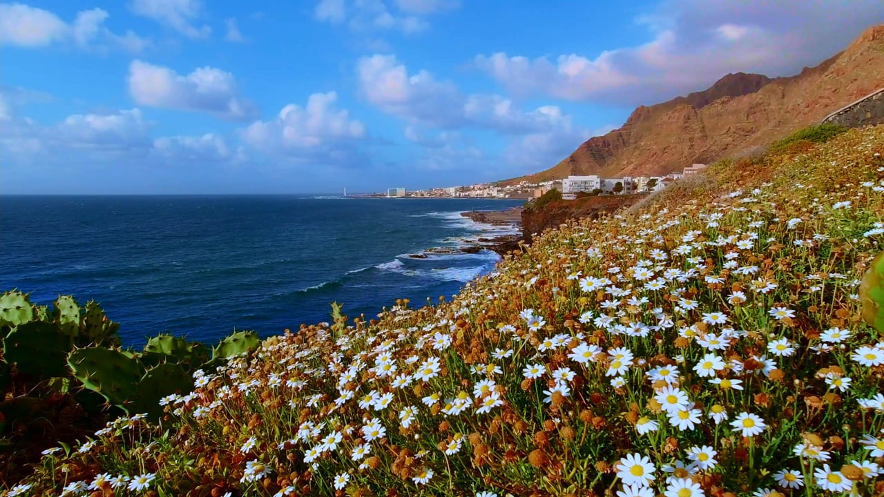 Ocean, Flowers, Coast. Free Stock Video - Pixabay