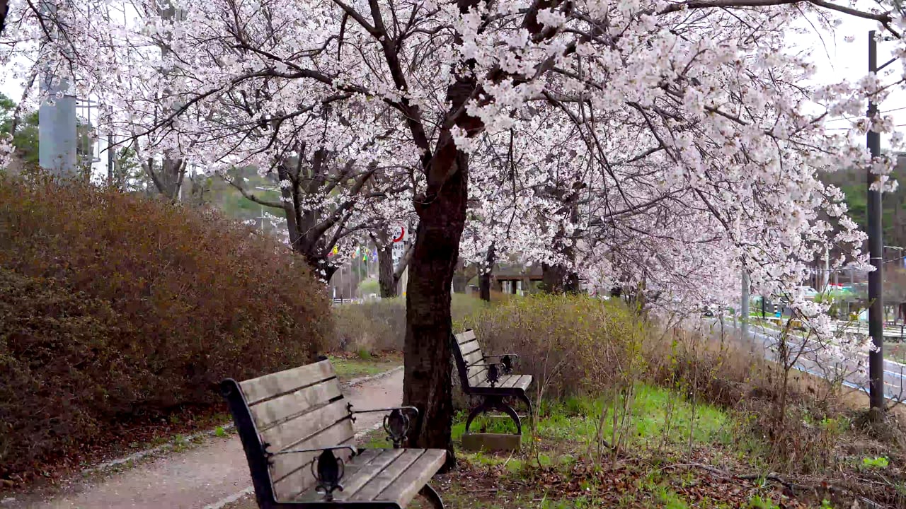 Cherry Blossom, Sakura, Flowers. Free Stock Video - Pixabay