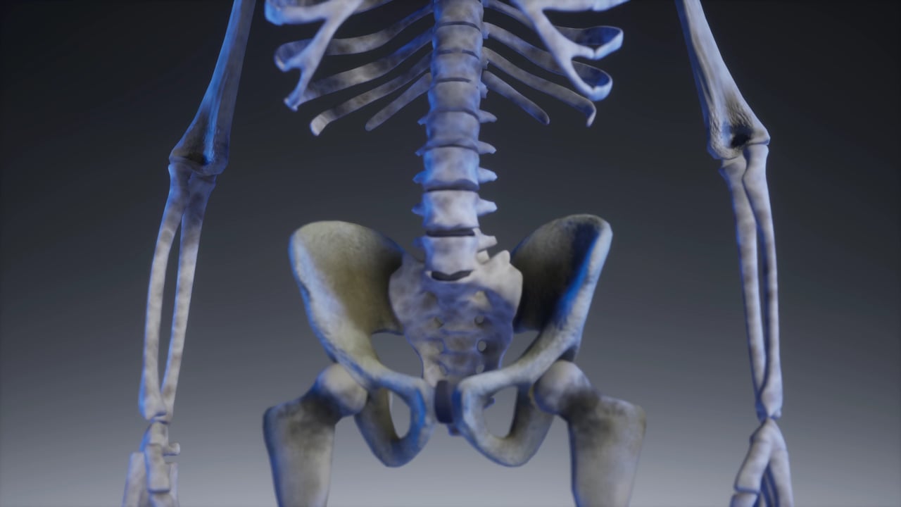 Skeleton, Human Body, Anatomy. Free Stock Video - Pixabay