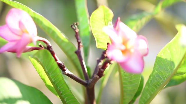 Frangipani Flora Bunga - Free video on Pixabay
