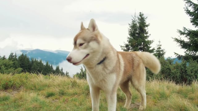 Mais de 700 vídeos grátis em HD e 4K de Cachorro e Animal - Pixabay