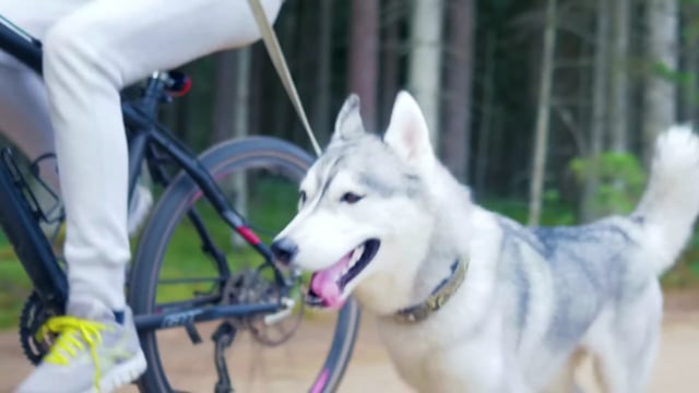 Dogs Playing Videos: Download 1,296+ Free 4K & HD Stock Footage Clips ...