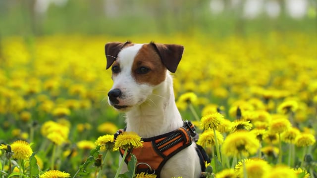 Dogs Playing Videos: Download 1,296+ Free 4K & HD Stock Footage Clips ...