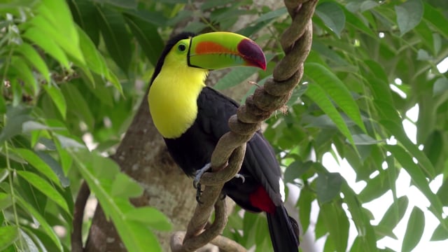 Toucan, Bird, Bird Singing. Free Stock Video - Pixabay