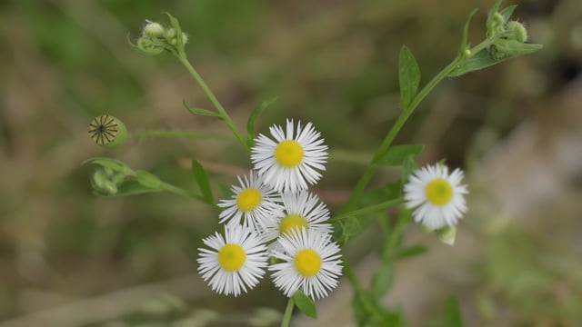 Chamomile, Flowers, Herbs. Free Stock Video - Pixabay