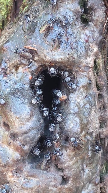 Native Bees Australia Bushland Free Stock Video Pixabay