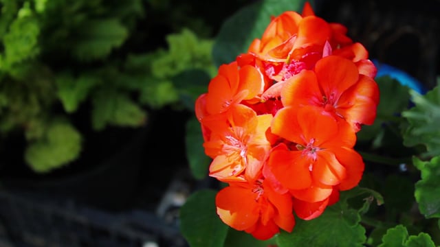 Flor, Naturaleza, Flower. Free Stock Video - Pixabay