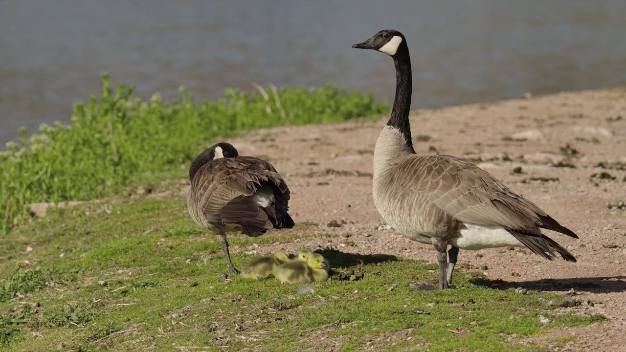 4K Animal Videos: Download 8,334+ Free 4K & HD Stock Footage Clips ...