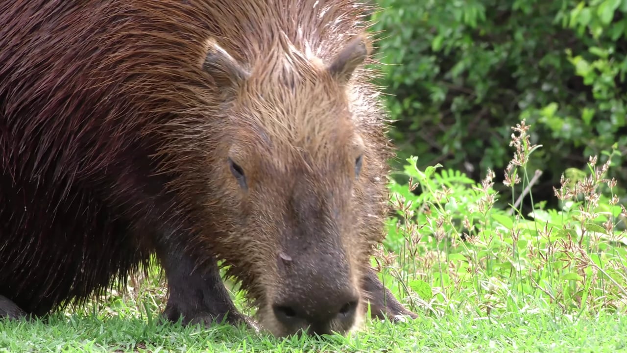 Cub, Rodent, Mammal. Free Stock Video - Pixabay