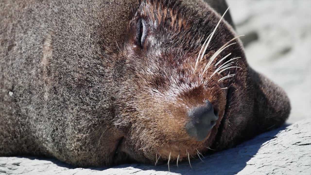 4K Animal Videos: Download 5,643+ Free 4K & HD Stock Footage Clips ...