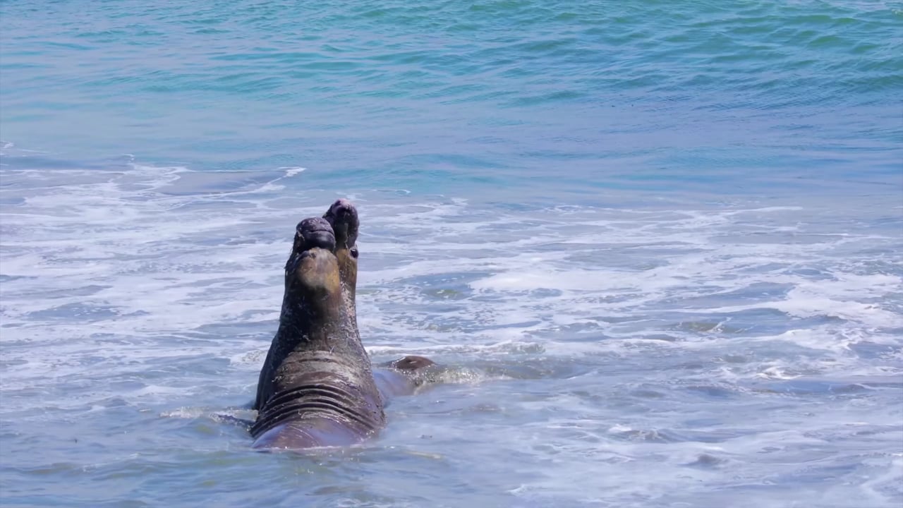 Animals 4K Videos: Download 7,993+ Free 4K & HD Stock Footage Clips ...