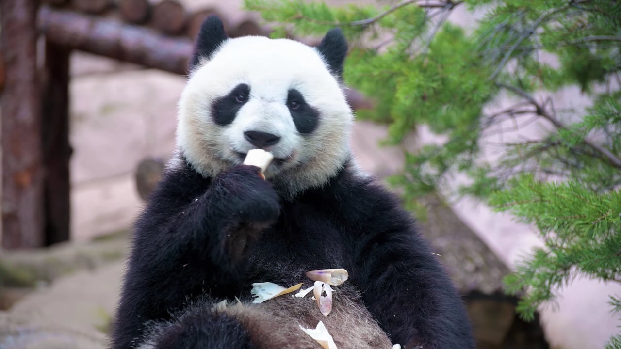 Cute Panda Videos Download 1 374 Free 4K HD Stock Footage Clips Cute Panda Videos Download 1 374 Free 4K HD Stock Footage Clips
