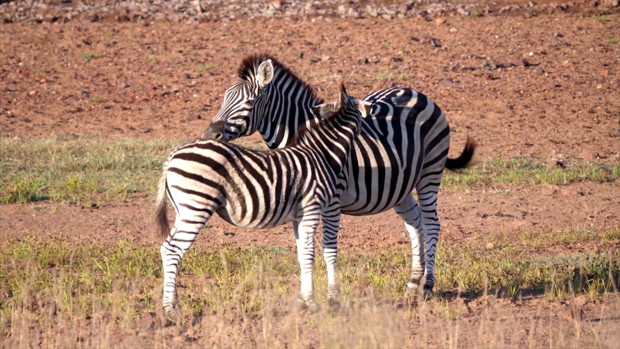 Zebras, Couple, Equine. Free Stock Video - Pixabay