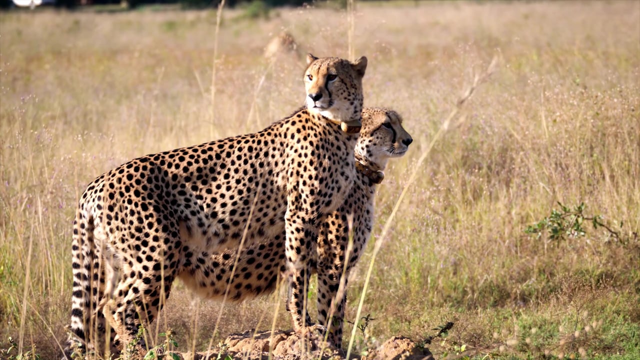 Cheetah, Feline, Couple. Free Stock Video - Pixabay
