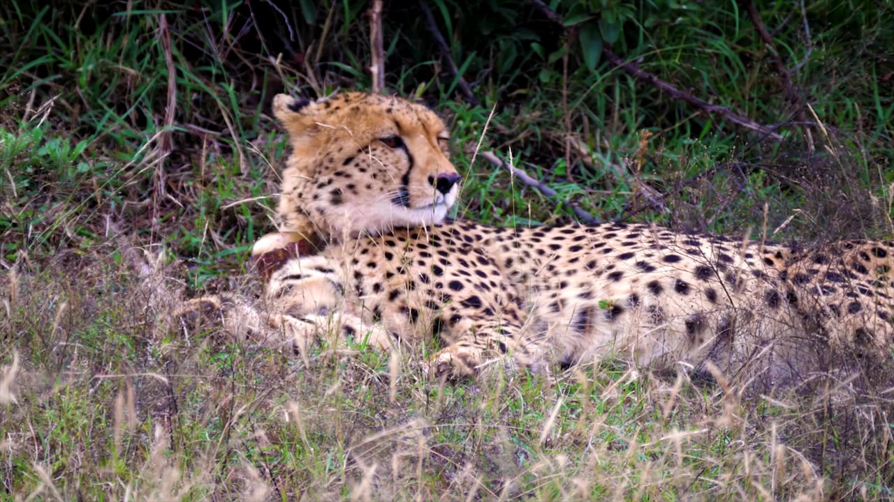 Animals 4K Videos: Download 8,838+ Free 4K & HD Stock Footage Clips ...