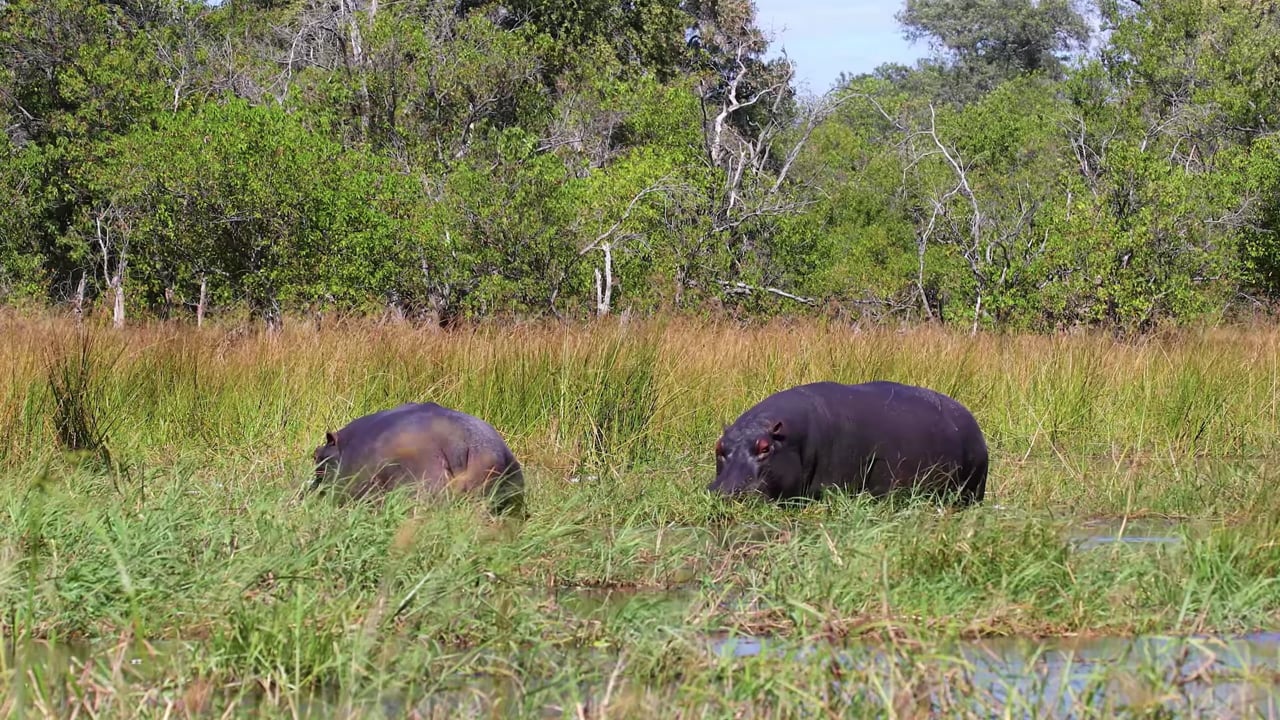Hippos, Hippotamus, Swamp. Free Stock Video - Pixabay