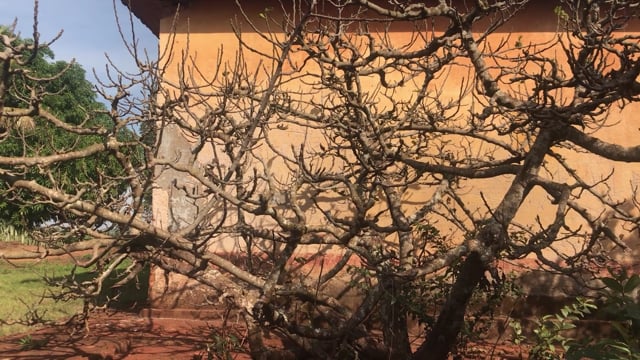 Figueira, Fig, Fruit. Free Stock Video - Pixabay
