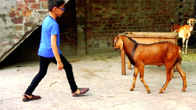 Young Boy, Baby Goat, Goat. Free Stock Video - Pixabay
