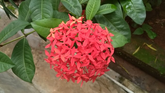 Flor Thechi Índia - Free video on Pixabay - Pixabay