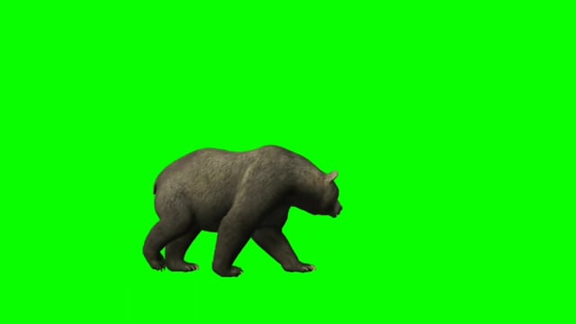 Bear, Green Screen, Bear Walking. Free Stock Video - Pixabay
