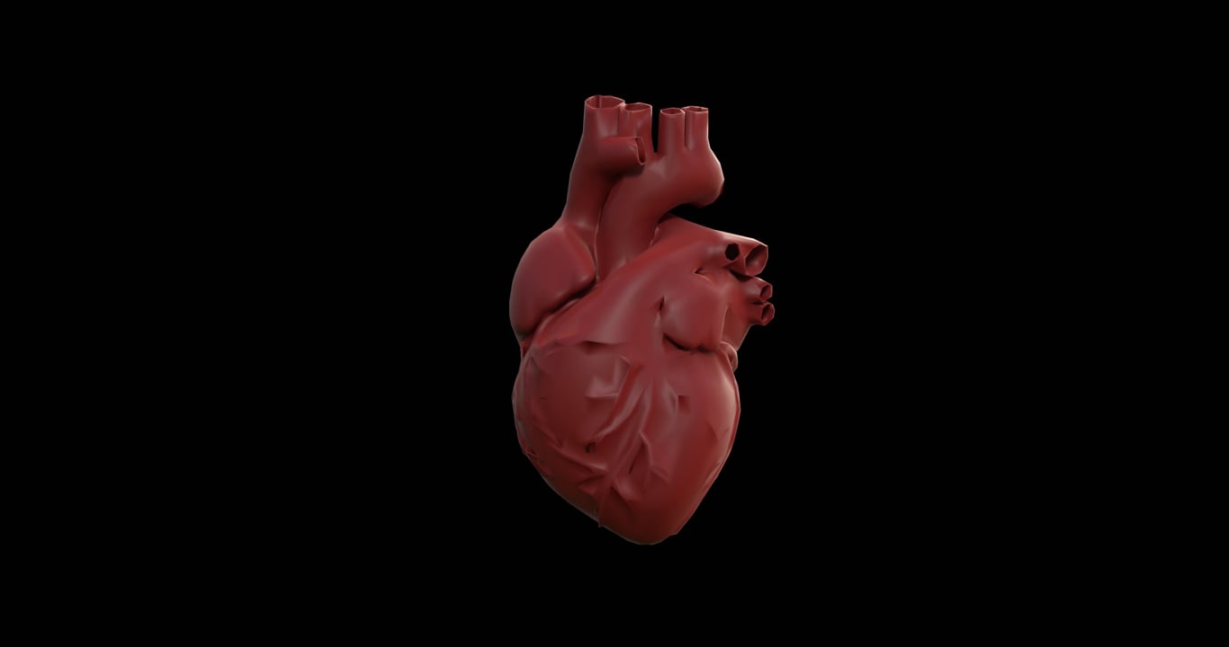 Heart Anatomy Videos: Download 20+ Free 4K & HD Stock Footage Clips ...