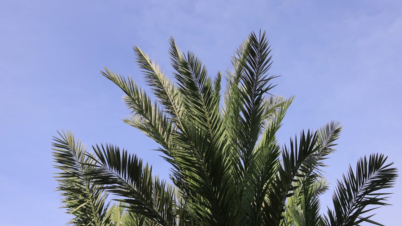 Palm Tree, Tree, Leaves. Free Stock Video - Pixabay