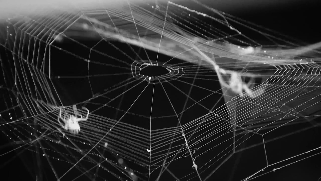 Spider, Web, Nature. Free Stock Video - Pixabay