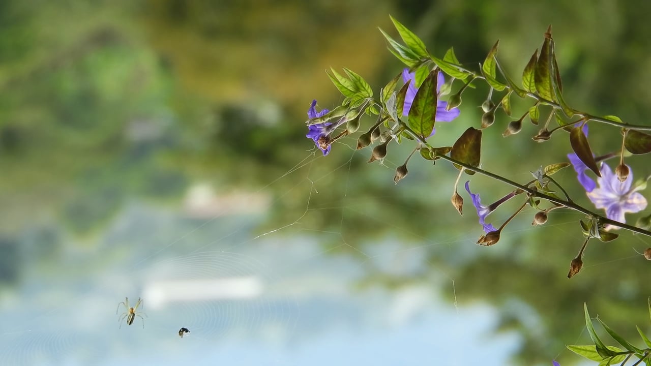Nature, Rain, Insect. Free Stock Video - Pixabay