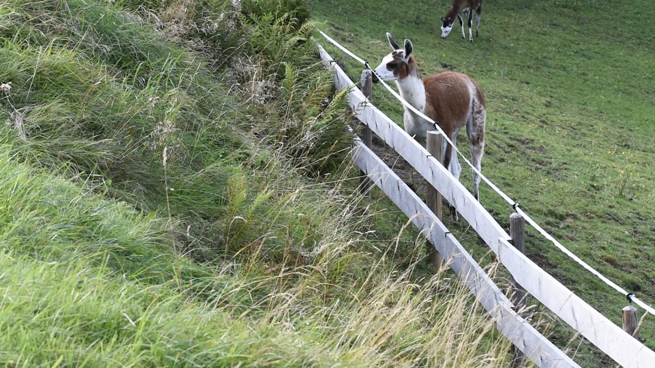 Lama Pasto Cerca - Free video on Pixabay - Pixabay