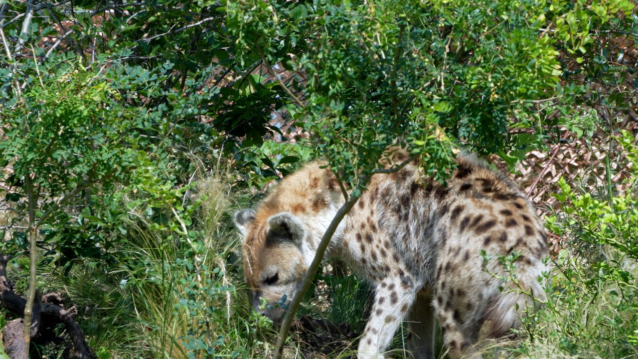 Hyena, Africa, Predator. Free Stock Video - Pixabay
