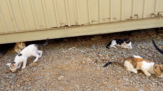 Gatito Tímido Gatos Bebés - Free video on Pixabay - Pixabay