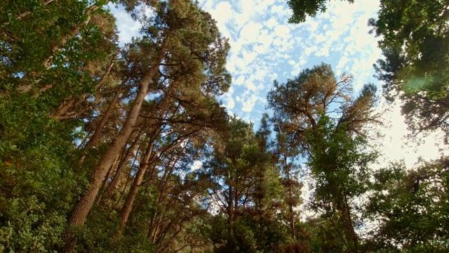 Más de 10 000 vídeos en HD y 4K gratis de Bosques y Bosque - Pixabay