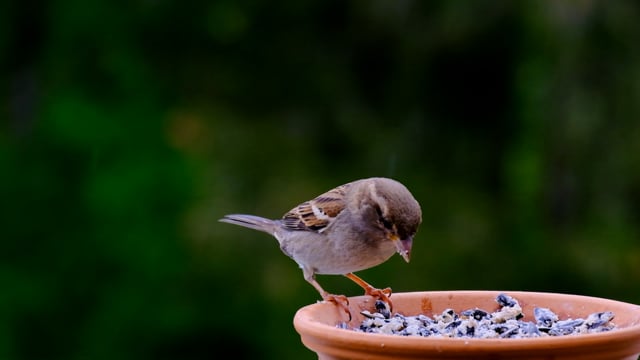 Tiny Videos: Download 118+ Free 4K & HD Stock Footage Clips - Pixabay