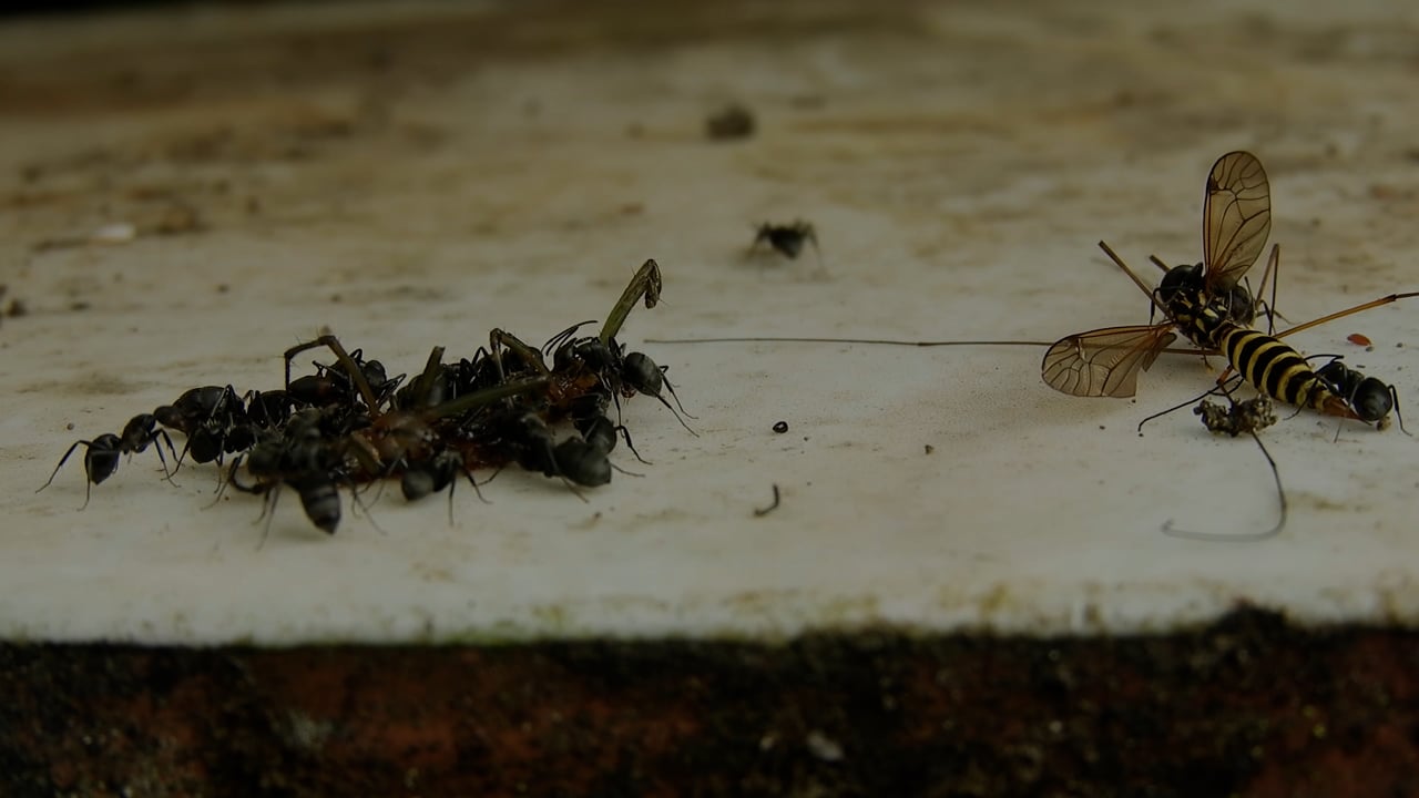 Ants Wasp Insects Free Stock Video Pixabay