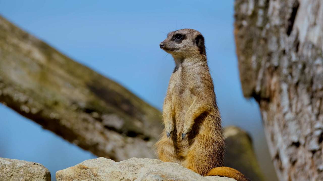 Suricate Animal Curieuse - Free video on Pixabay