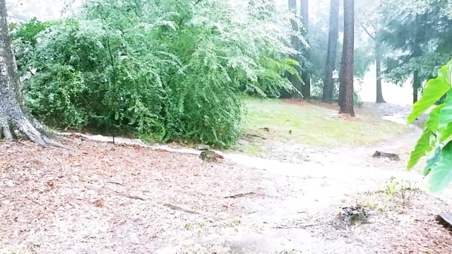Rainy Day, Rain, Water Stream. Free Stock Video - Pixabay