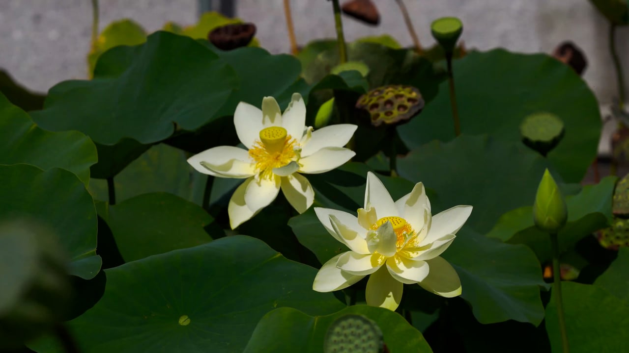 Lotus Flower Videos: Download 7,111+ Free 4K & HD Stock Footage Clips ...