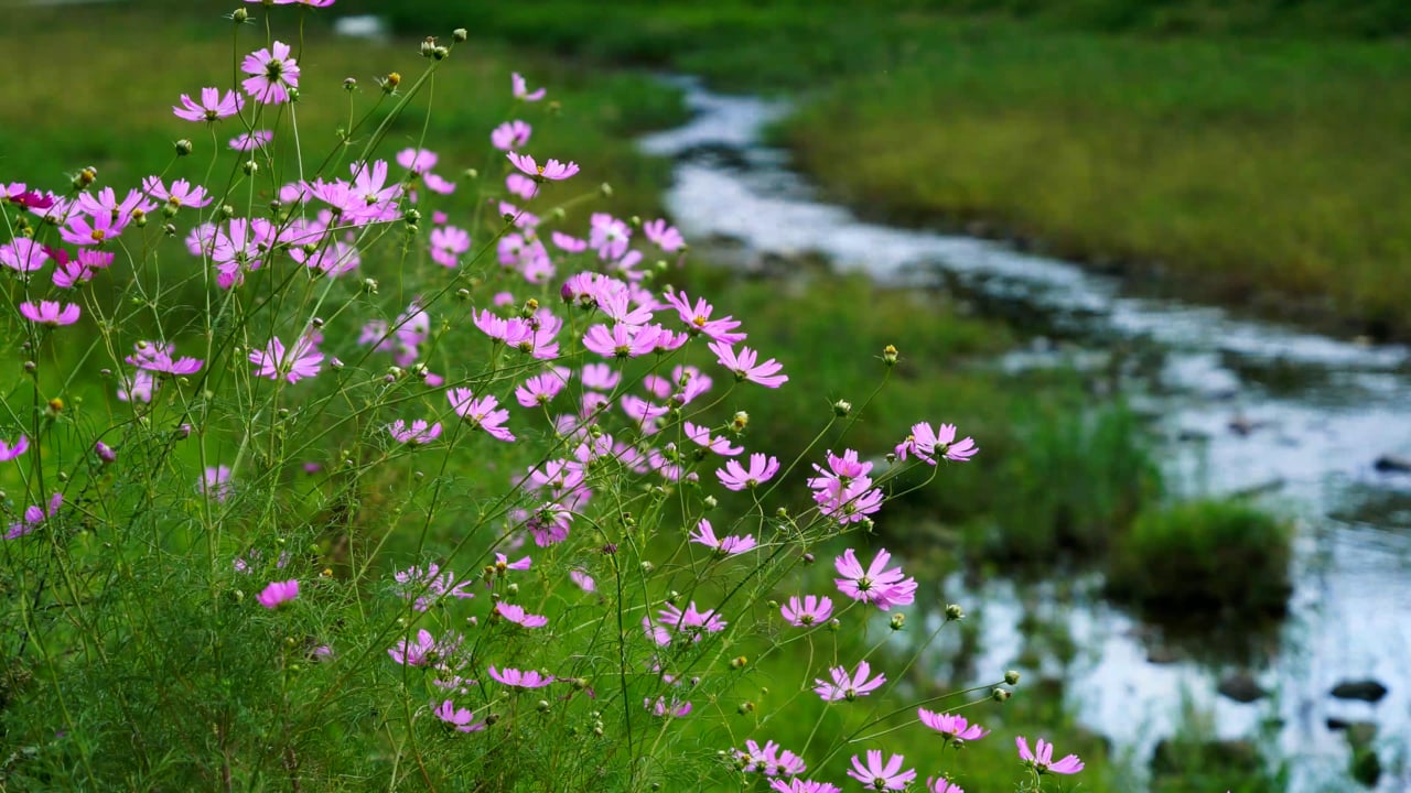 Flowers, River, Cosmos. Free Stock Video - Pixabay