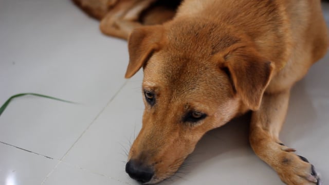 Dog, Pet, Rest. Free Stock Video - Pixabay